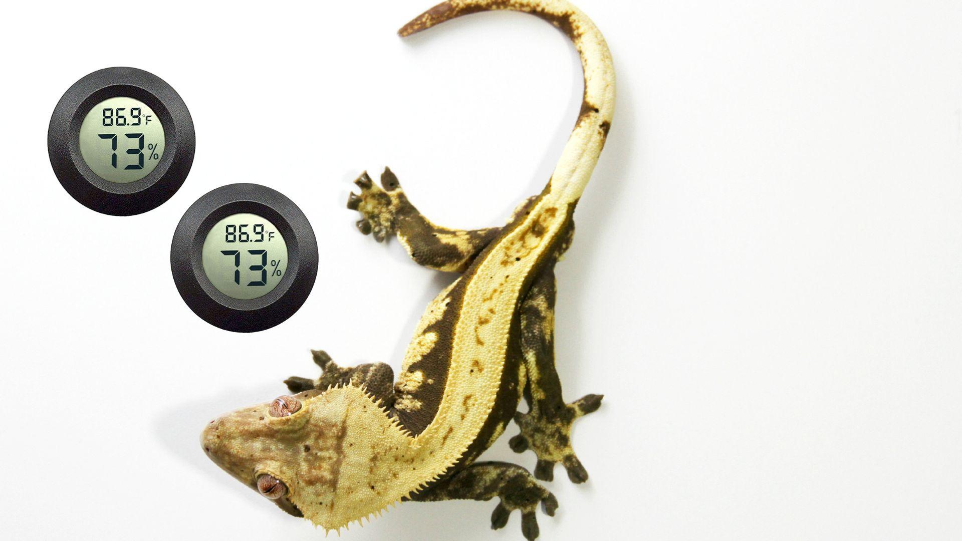Crested Gecko Temperature Guide 101: What’s The Best Temperature For Crested Geckos 2025 | Pet ...