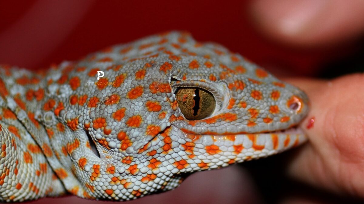 Tokay Gecko Teeth