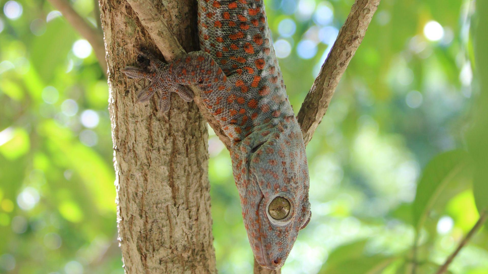 Are Tokay Geckos Found in Florida or Not? | Pet Engineers