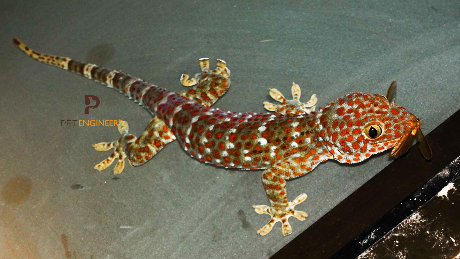 The Tokay Gecko: Species Overview 2025 | Pet Engineers