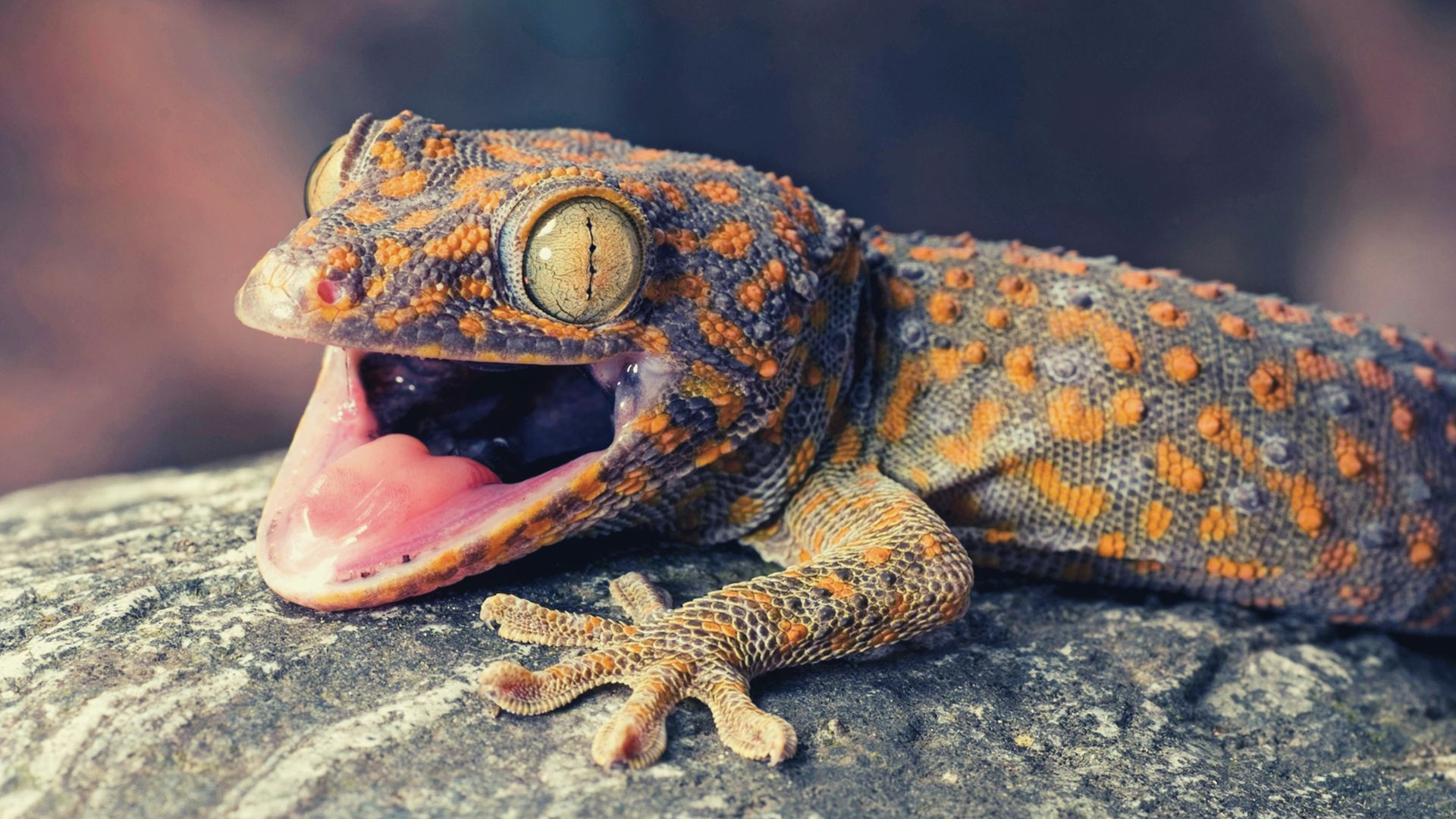 Tokay Gecko Morphs: Your Guide For 2025 | Pet Engineers