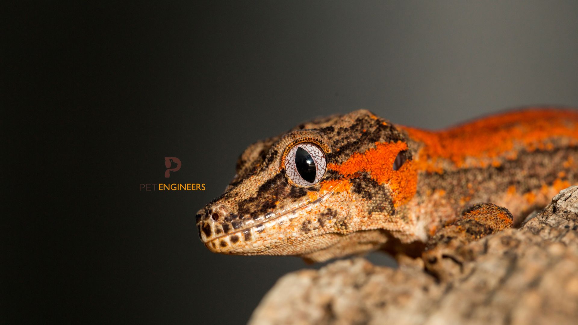 Gargoyle Gecko Not Gaining Weight: What To Do? | Pet Engineers