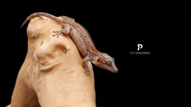 Gargoyle Gecko Diet: Your Guide For 2025 | Pet Engineers