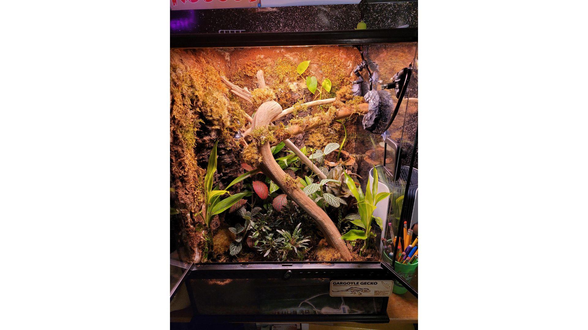 How To Make A Bioactive Tank For Gargoyle Geckos | Pet Engineers