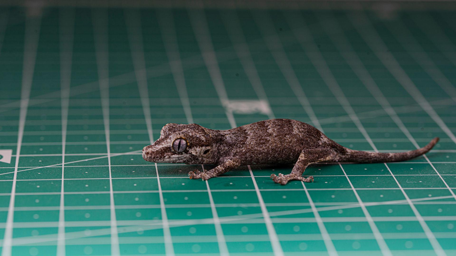 Gargoyle Gecko Growth, Size, and Rate Chart Guide | Pet Engineers