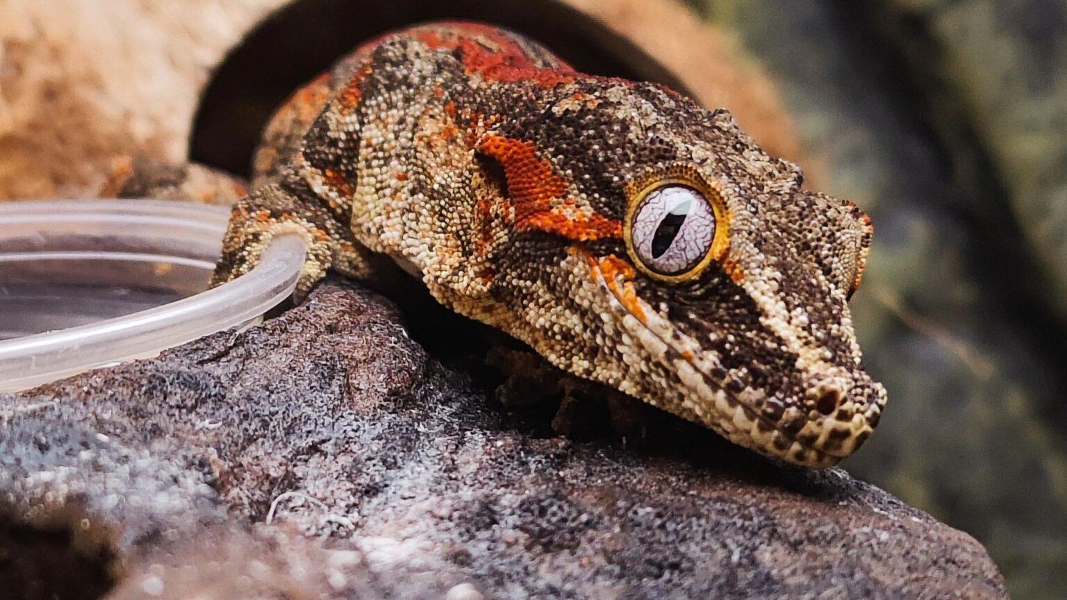 Can Gargoyle Geckos Eat Crested Gecko Food at Mark Cox blog
